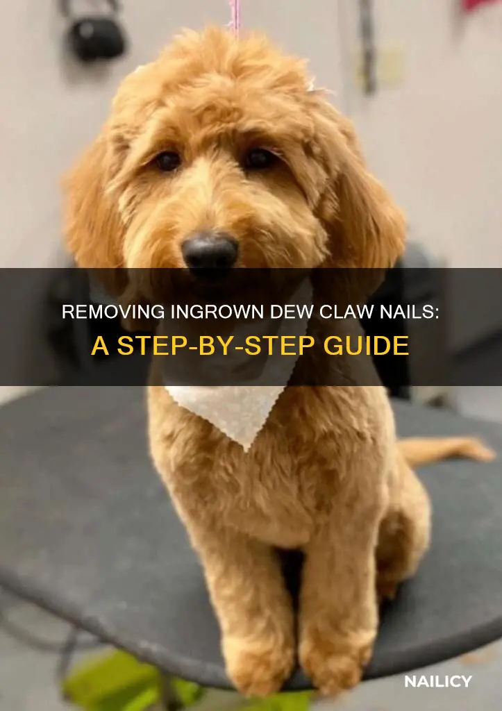 Removing Ingrown Dew Claw Nails: A Step-By-Step Guide | Nailicy