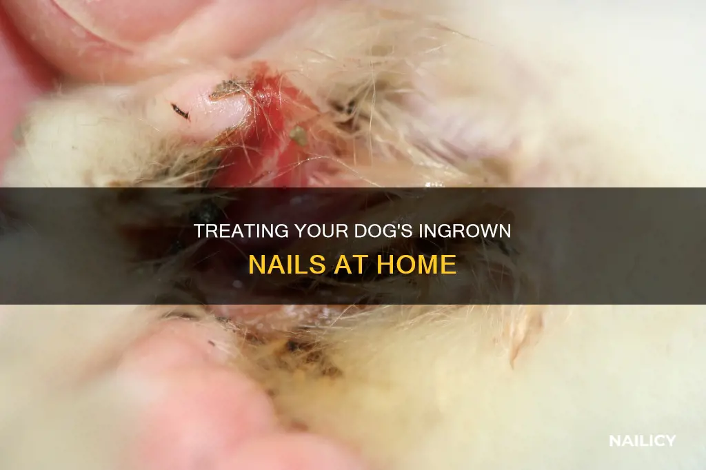 Treating Your Dog's Ingrown Nails At Home | Nailicy