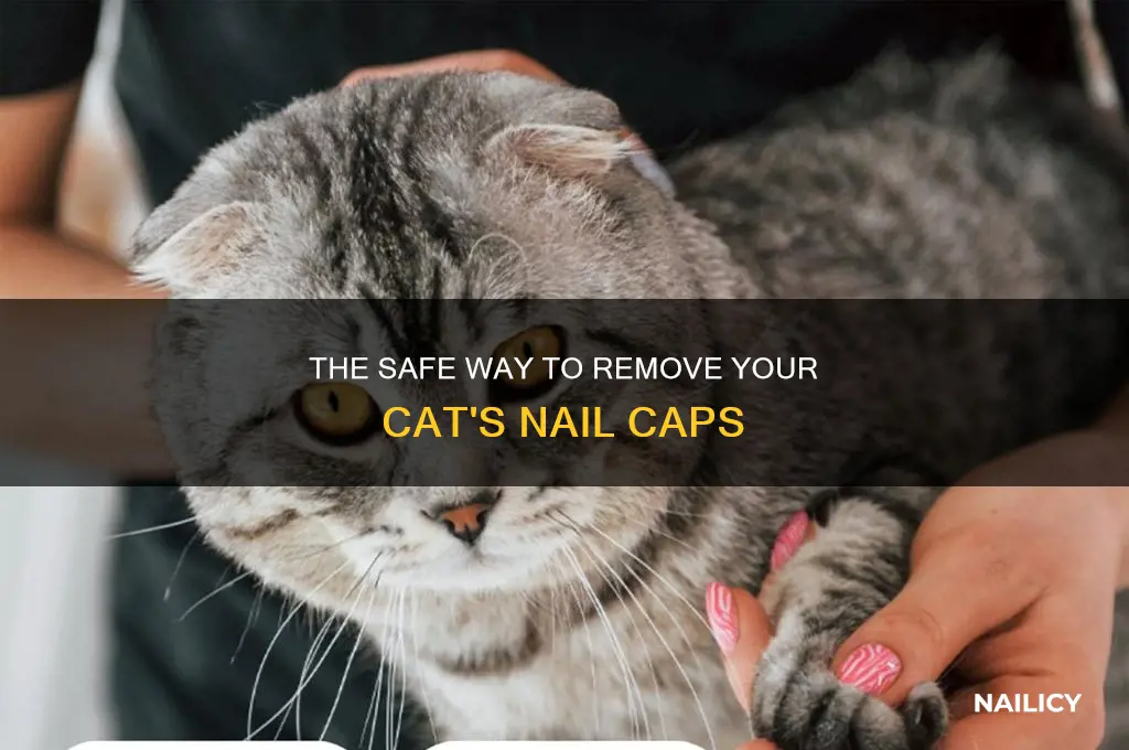 The Safe Way To Remove Your Cat's Nail Caps | Nailicy