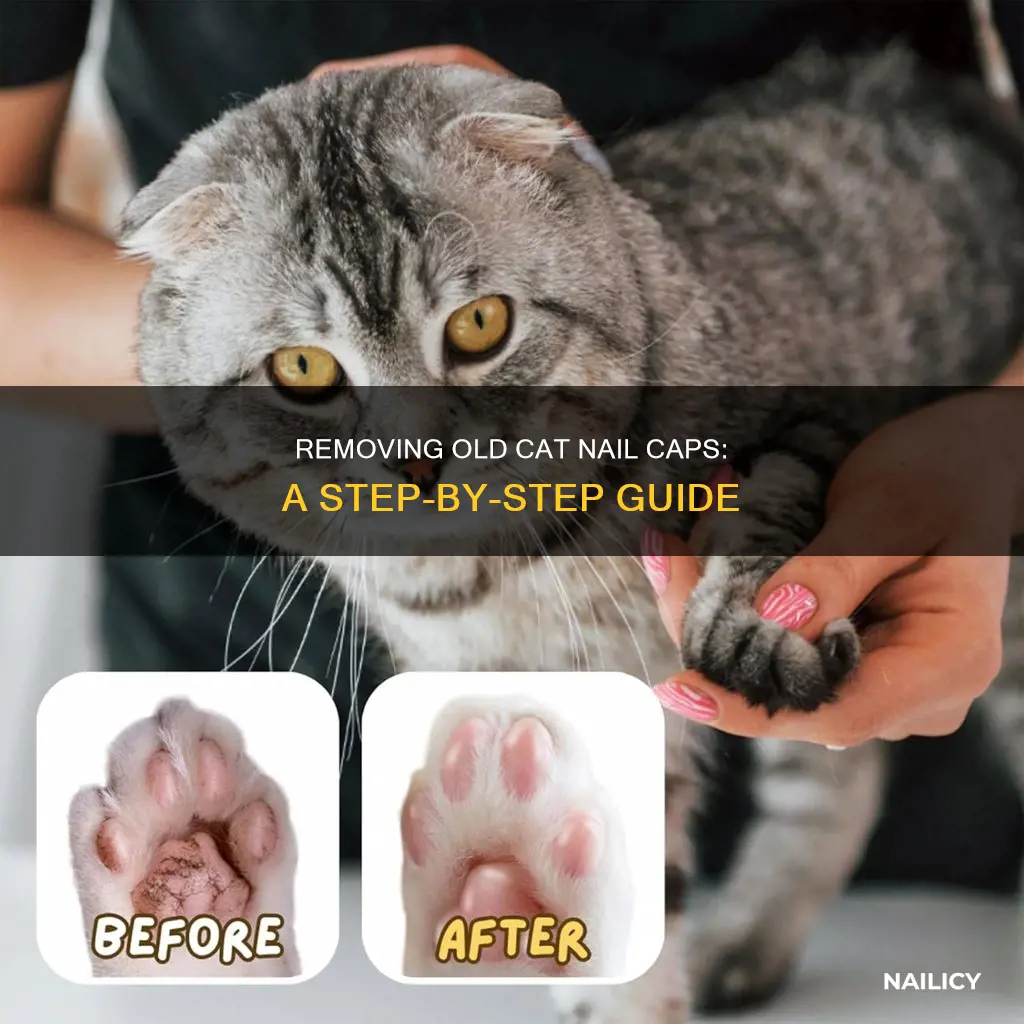 Removing Old Cat Nail Caps: A Step-By-Step Guide | Nailicy