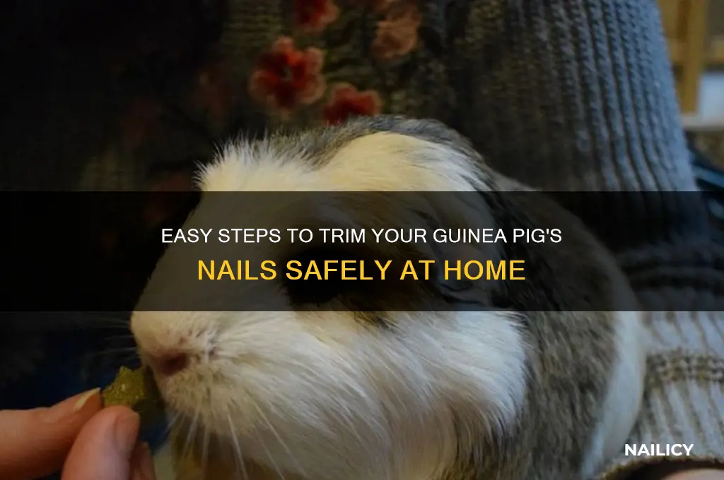 Easy Steps To Trim Your Guinea Pig's Nails Safely At Home | Nailicy