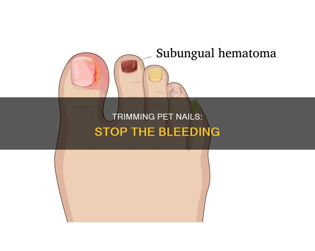Trimming Pet Nails: Stop The Bleeding | Nailicy