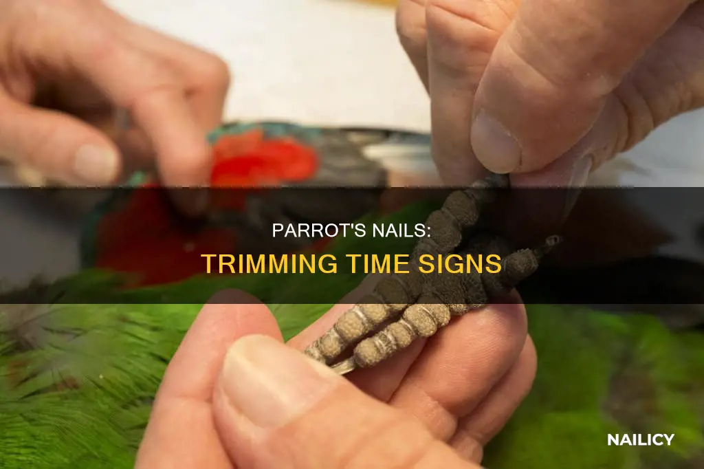 Parrot's Nails: Trimming Time Signs | Nailicy