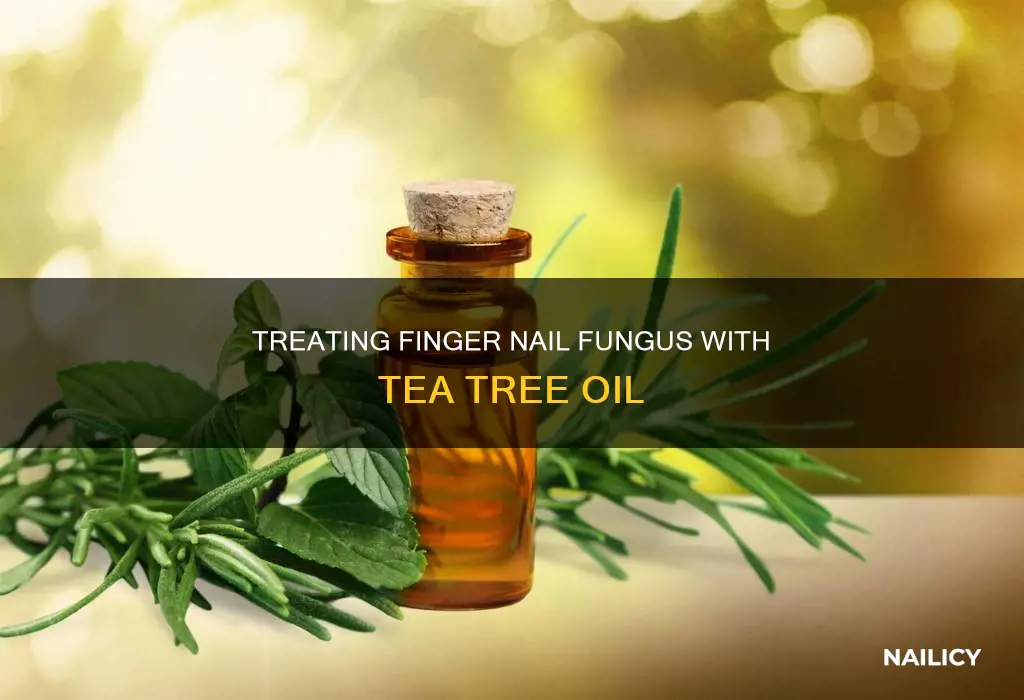 Treating Finger Nail Fungus With Tea Tree Oil | Nailicy