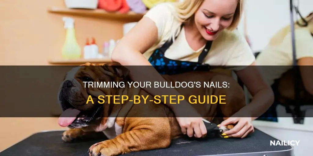 Trimming Your Bulldog's Nails: A Step-By-Step Guide | Nailicy