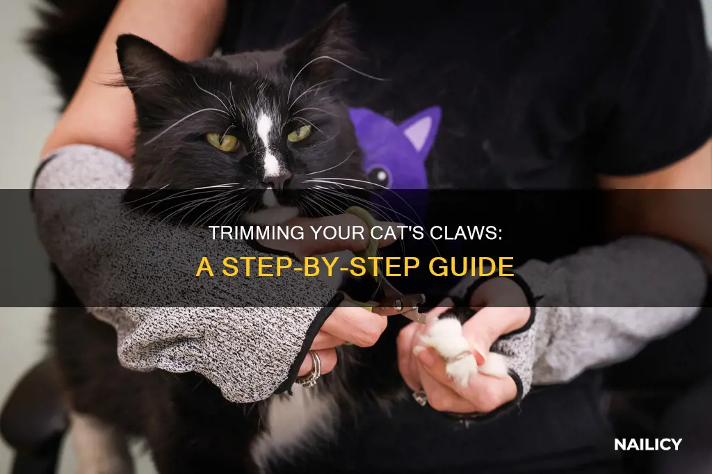 Trimming Your Cat's Claws: A Step-By-Step Guide | Nailicy