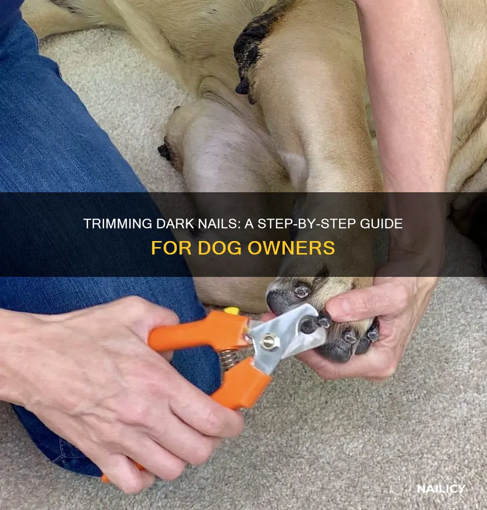 Trimming Dark Nails: A Step-By-Step Guide For Dog Owners | Nailicy