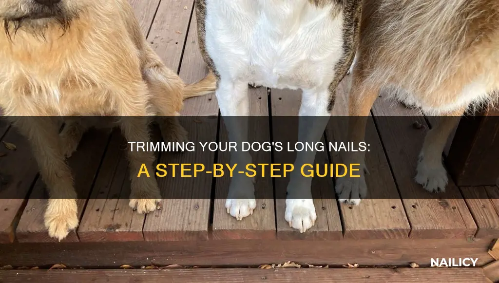 Trimming Your Dog's Long Nails: A Step-By-Step Guide | Nailicy