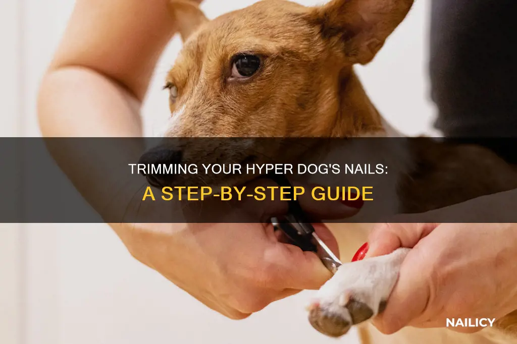 Trimming Your Hyper Dog's Nails: A Step-By-Step Guide | Nailicy