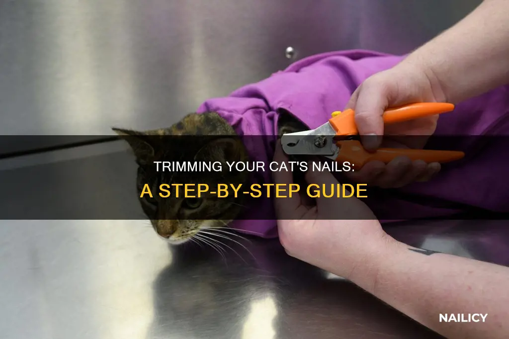 Trimming Your Cat's Nails: A Step-By-Step Guide | Nailicy