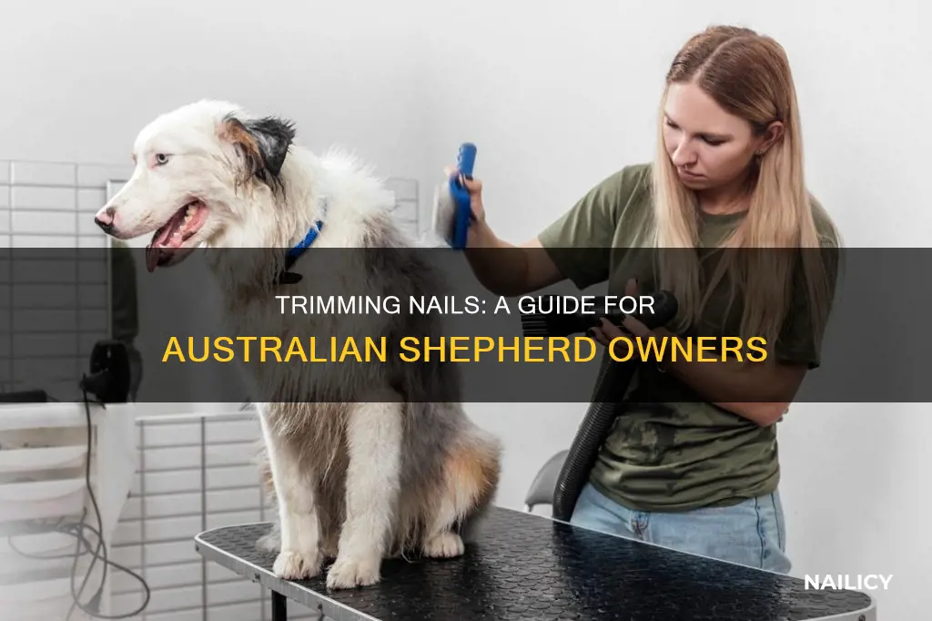 Trimming Nails: A Guide For Australian Shepherd Owners | Nailicy