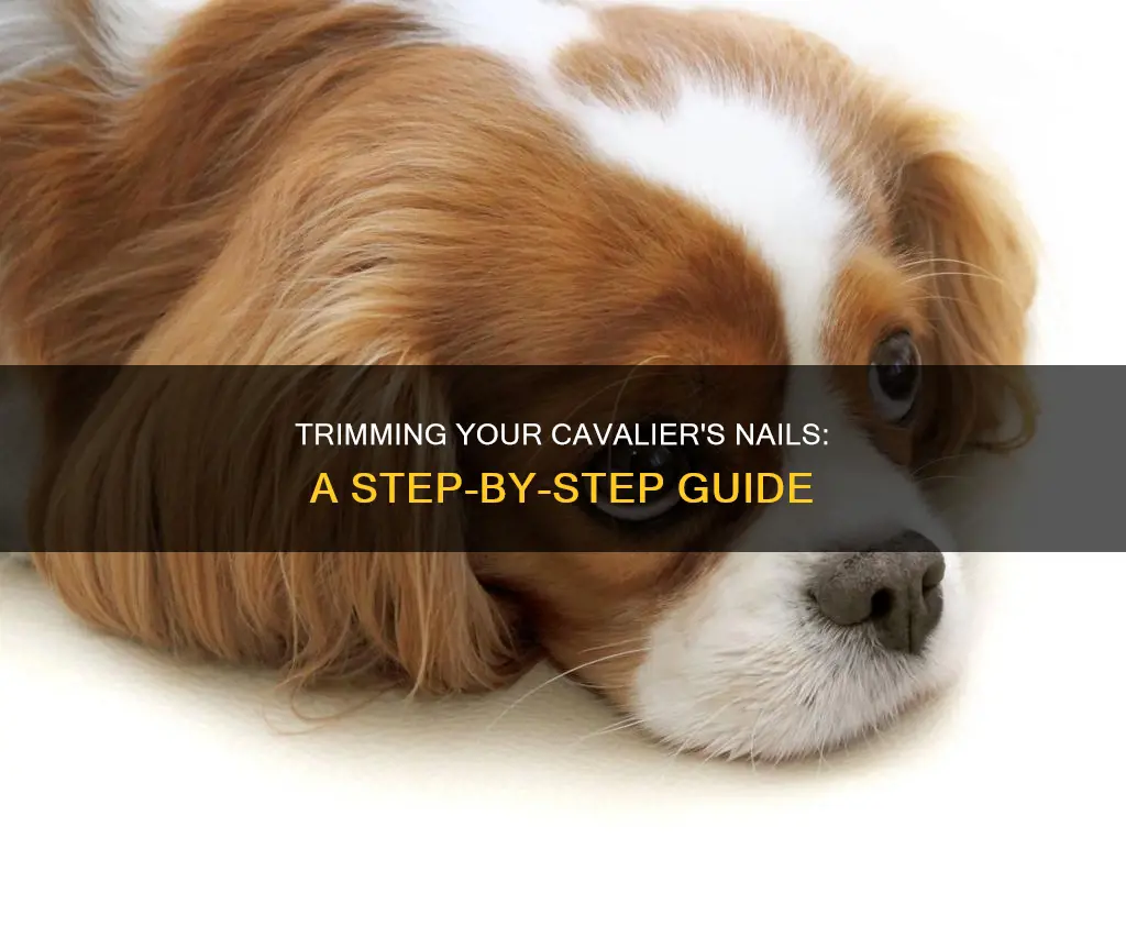 Trimming Your Cavalier's Nails: A Step-By-Step Guide | Nailicy