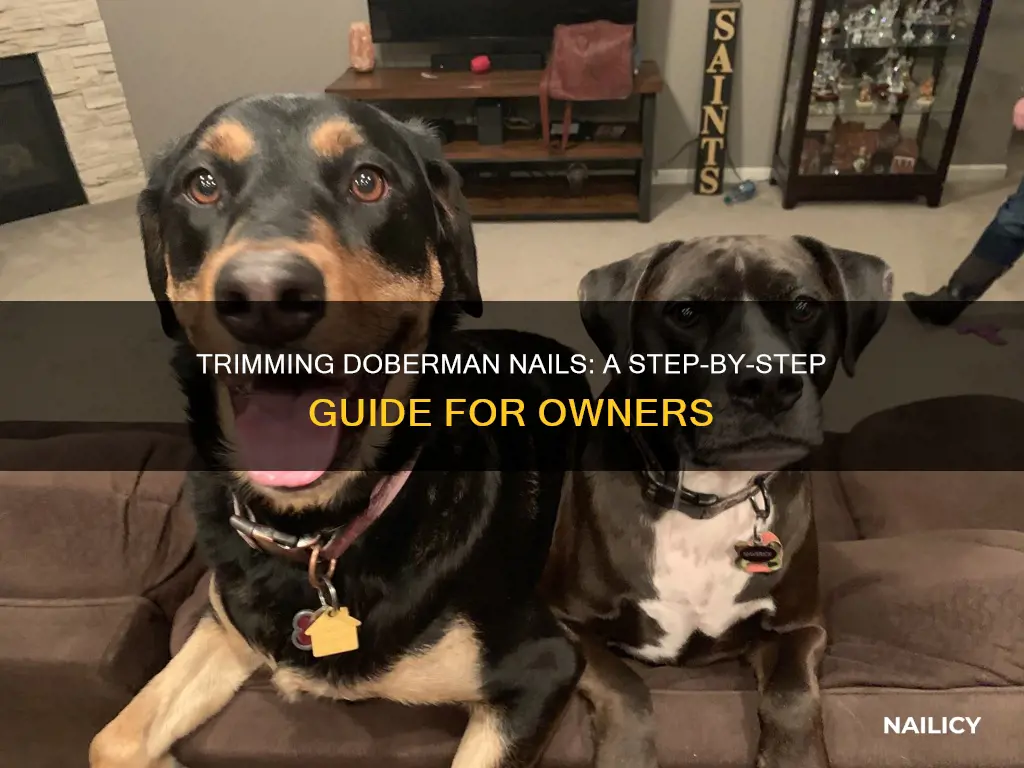 Trimming Doberman Nails: A Step-By-Step Guide For Owners | Nailicy
