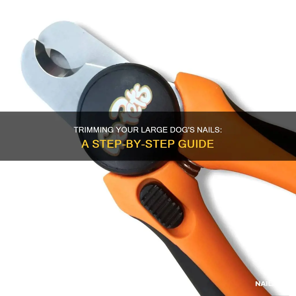 Trimming Your Large Dog's Nails: A Step-By-Step Guide | Nailicy