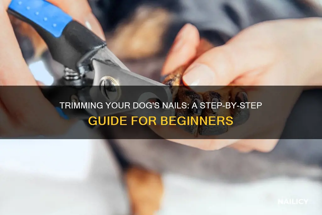 Trimming Your Dog's Nails: A Step-By-Step Guide For Beginners | Nailicy