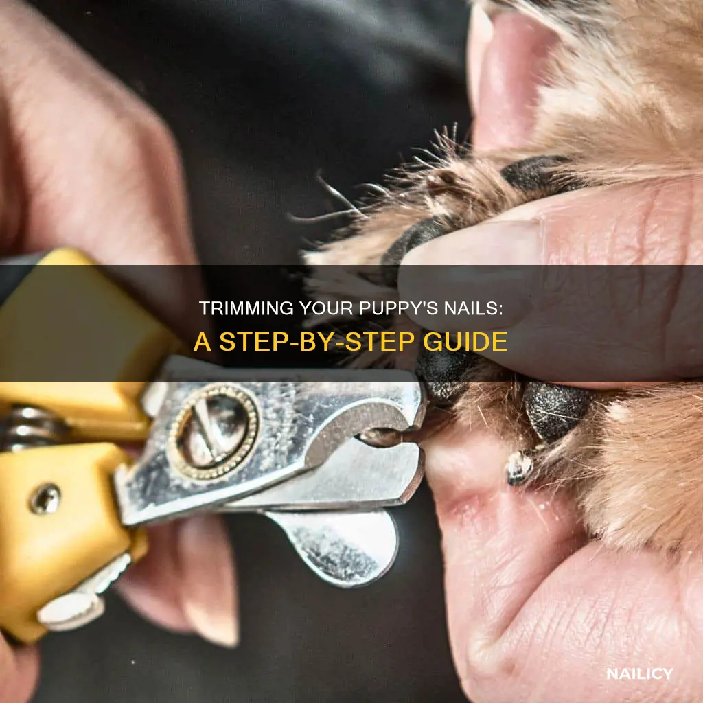 Trimming Your Puppy's Nails: A Step-By-Step Guide | Nailicy