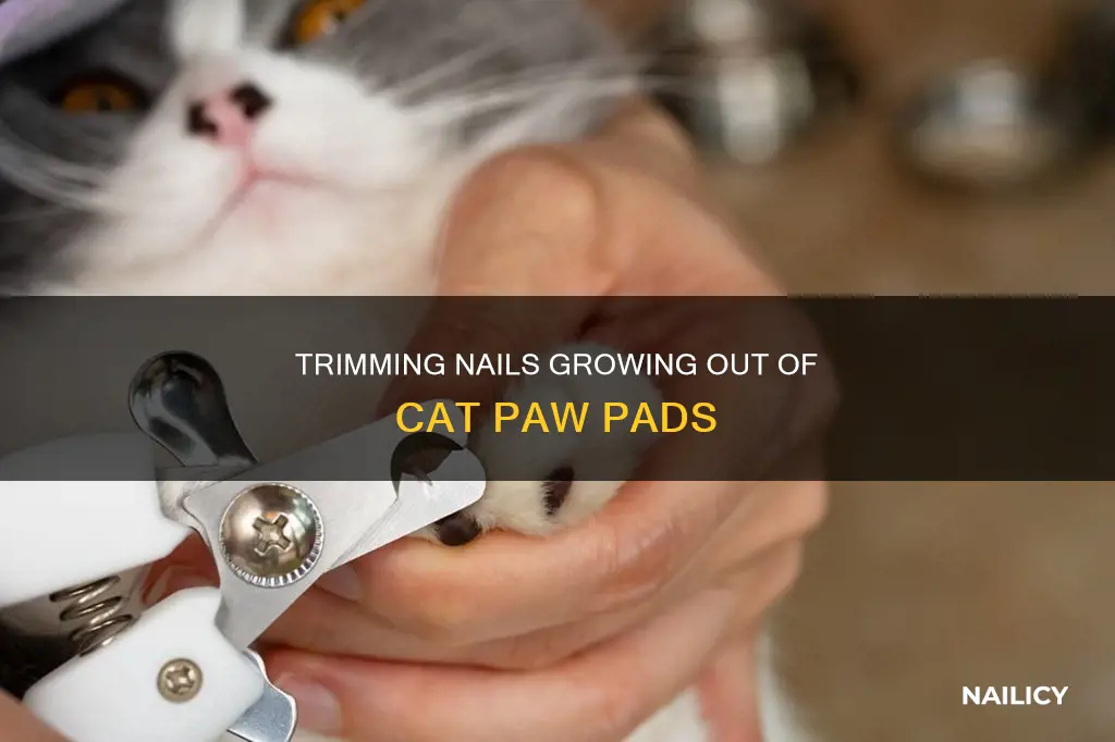 Trimming Nails Growing Out Of Cat Paw Pads | Nailicy