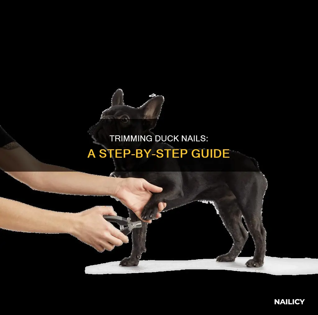 Trimming Duck Nails: A Step-By-Step Guide | Nailicy