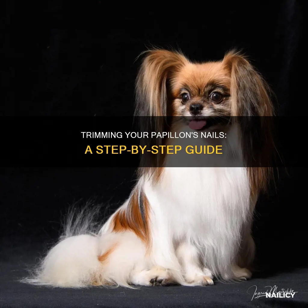 Trimming Your Papillon's Nails: A Step-By-Step Guide | Nailicy