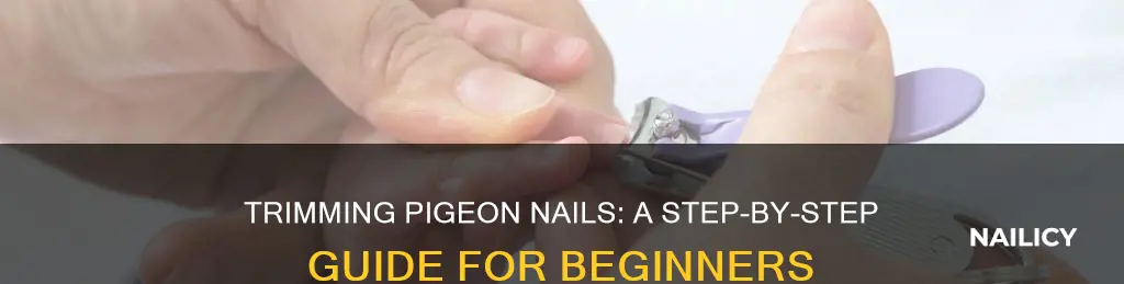 Trimming Pigeon Nails: A Step-By-Step Guide For Beginners | Nailicy