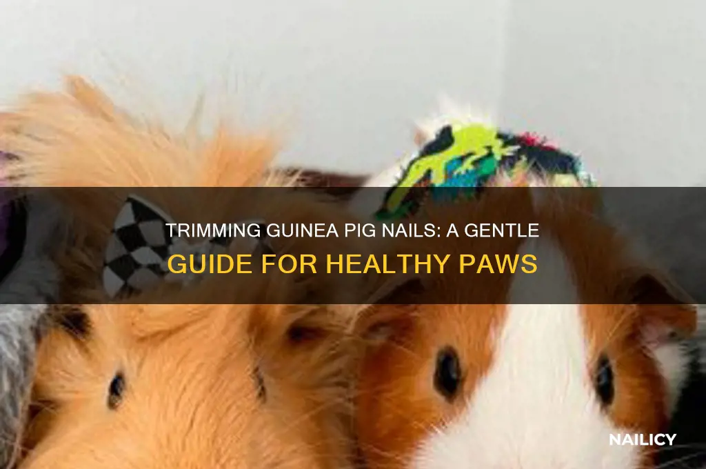 Trimming Guinea Pig Nails: A Gentle Guide For Healthy Paws | Nailicy