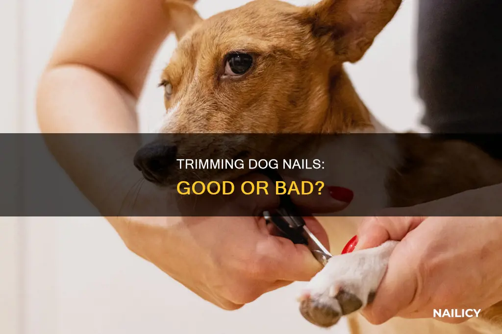 Trimming Dog Nails: Good Or Bad? | Nailicy