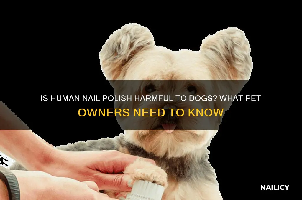 Is Human Nail Polish Harmful To Dogs? What Pet Owners Need To Know ...