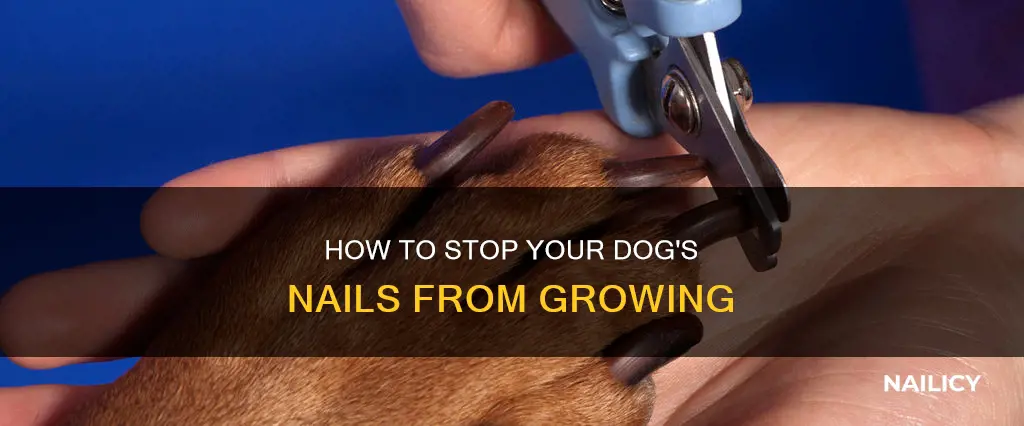 How To Stop Your Dog's Nails From Growing | Nailicy