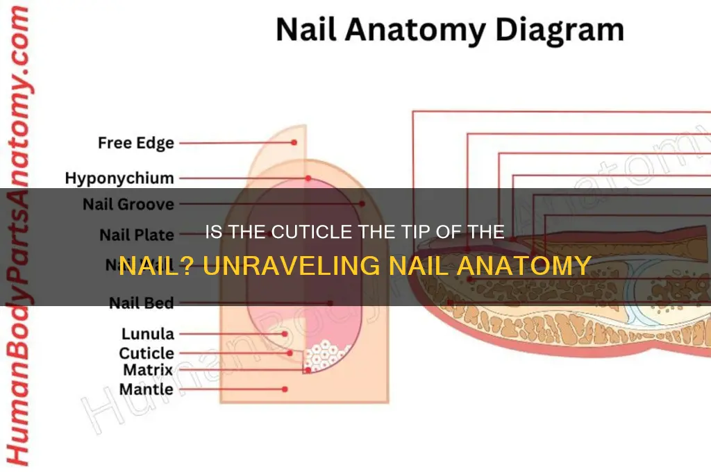 Is The Cuticle The Tip Of The Nail? Unraveling Nail Anatomy | Nailicy