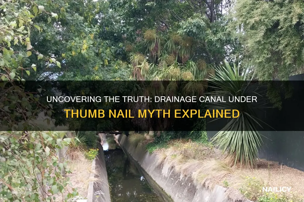 Uncovering The Truth: Drainage Canal Under Thumb Nail Myth Explained ...
