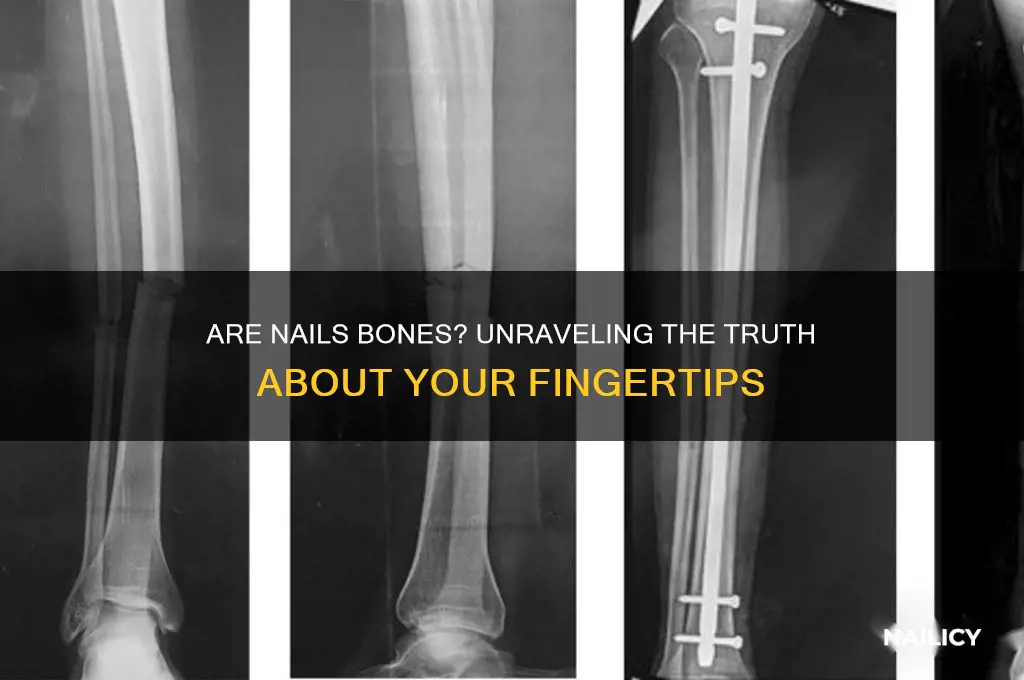 Are Nails Bones? Unraveling The Truth About Your Fingertips | Nailicy