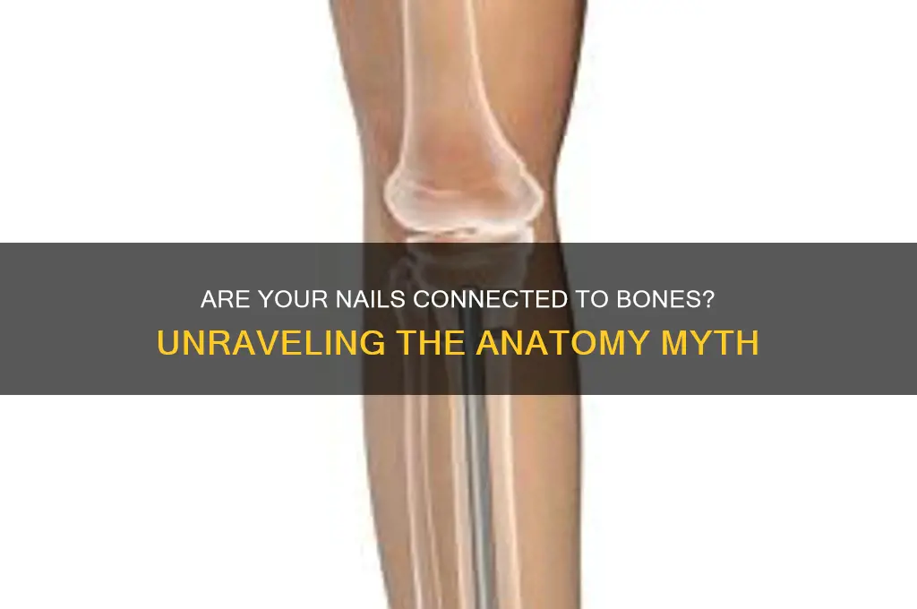 Are Your Nails Connected To Bones? Unraveling The Anatomy Myth | Nailicy