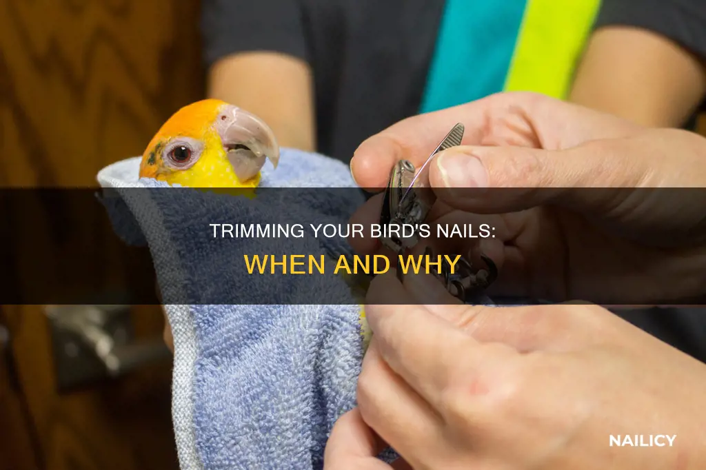 Trimming Your Bird's Nails: When And Why | Nailicy