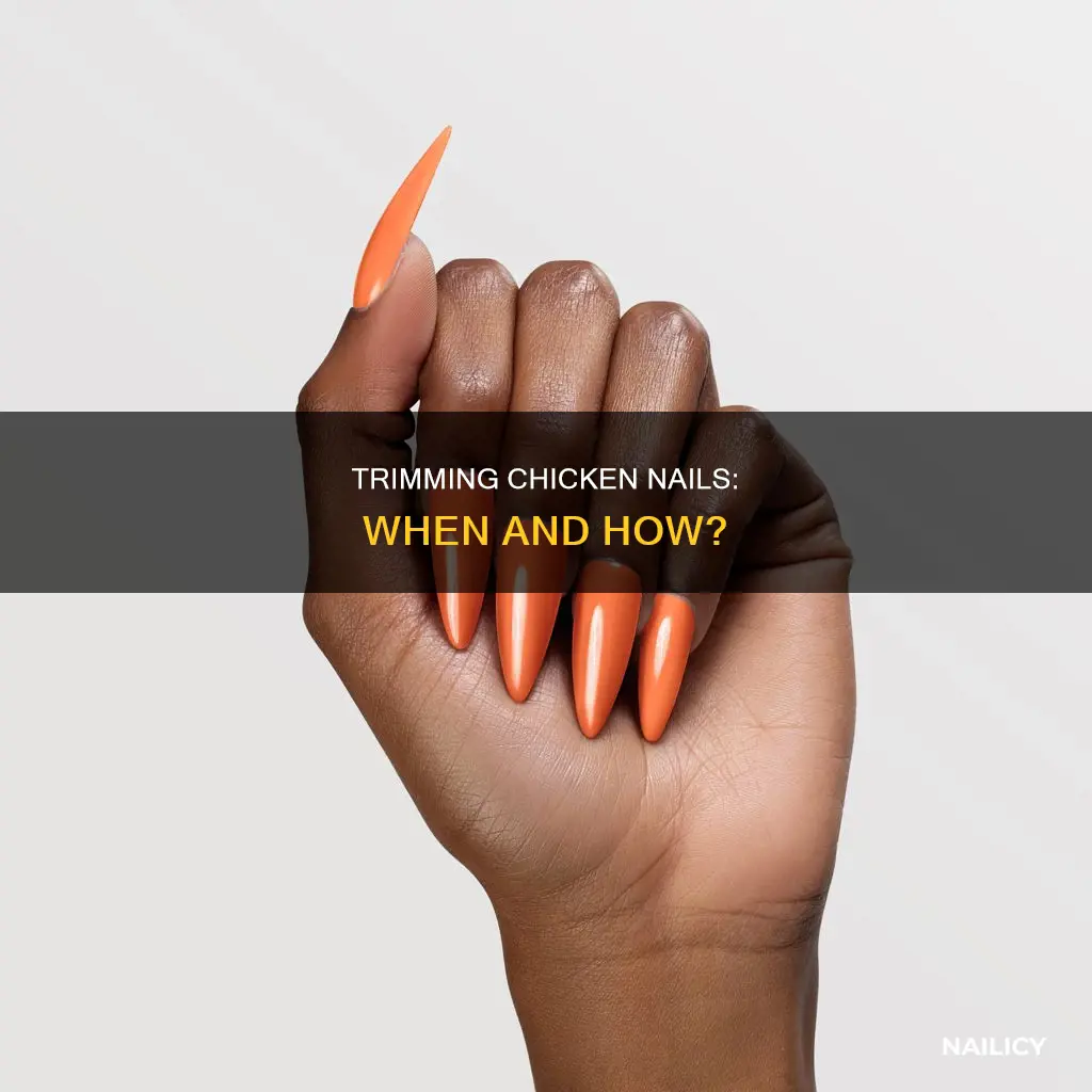 Trimming Chicken Nails: When And How? | Nailicy