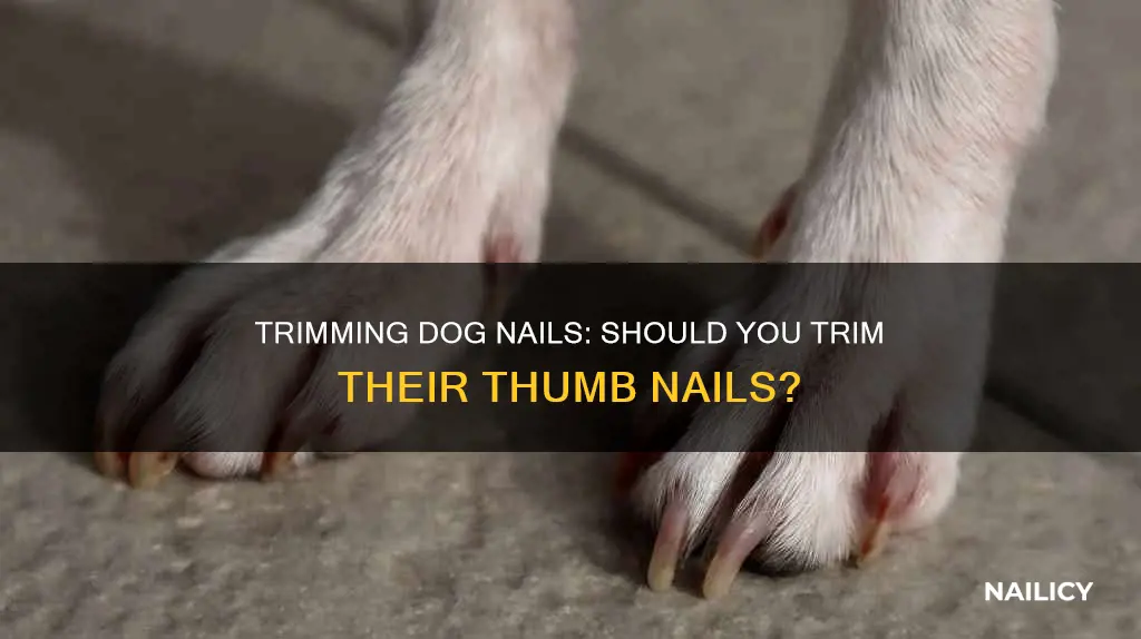 Trimming Dog Nails: Should You Trim Their Thumb Nails? | Nailicy