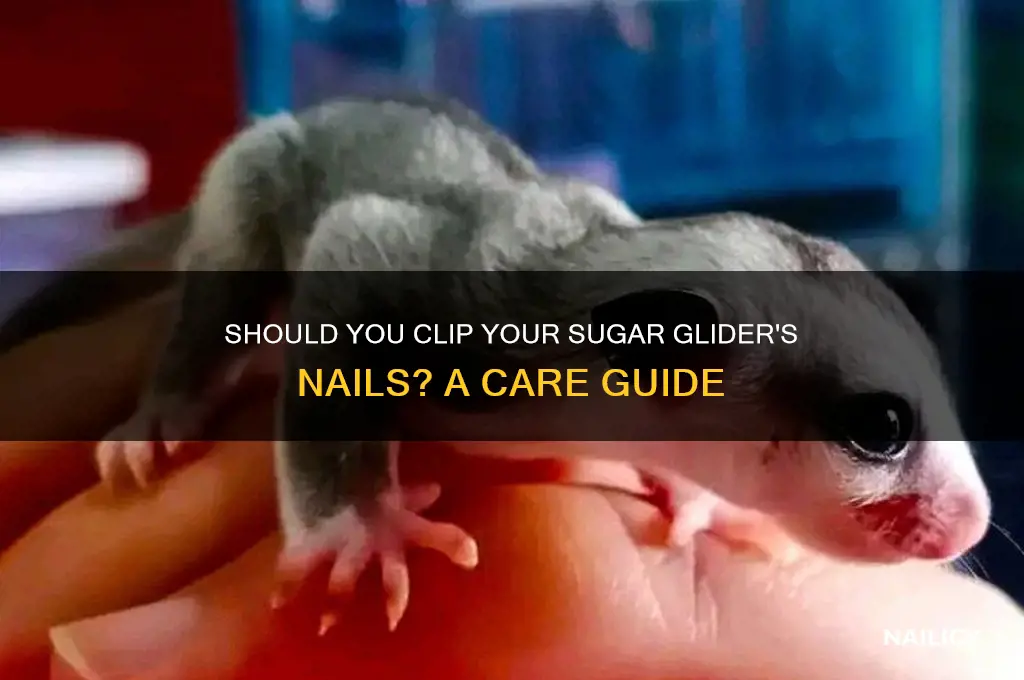 Should You Clip Your Sugar Glider's Nails? A Care Guide | Nailicy