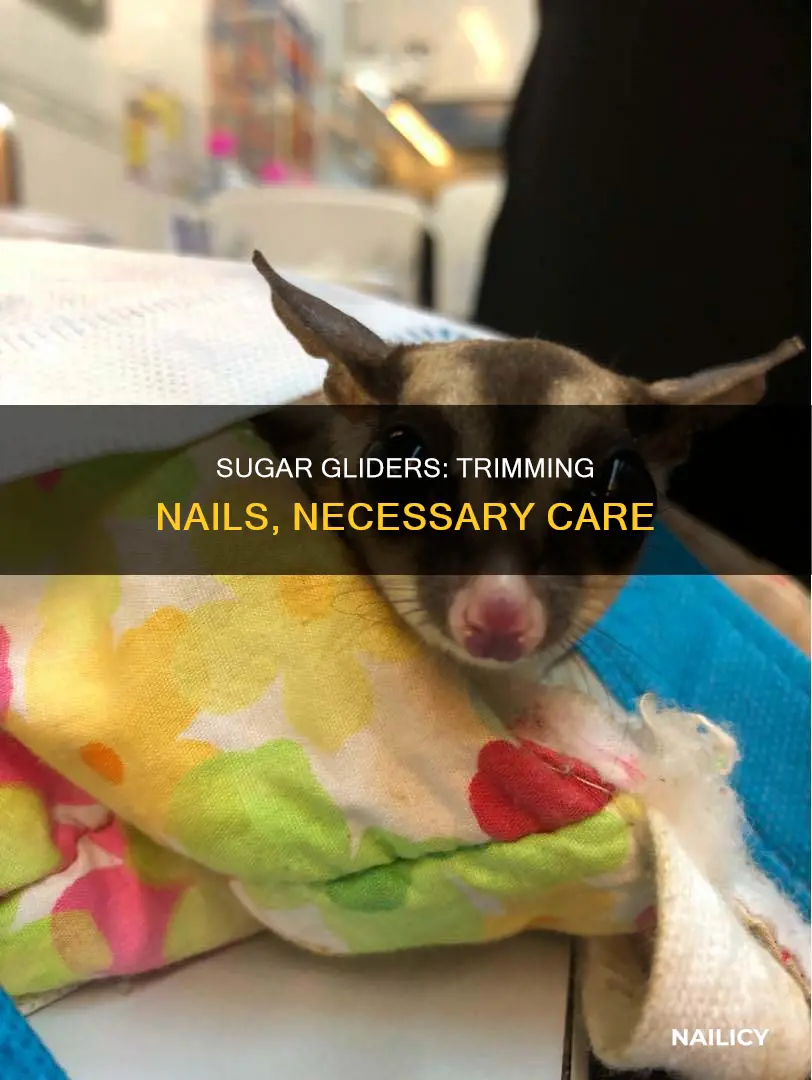 Sugar Gliders: Trimming Nails, Necessary Care | Nailicy