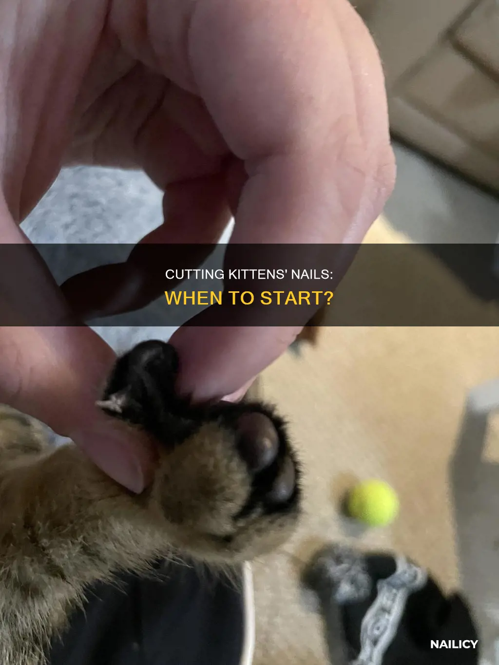 Cutting Kittens' Nails: When To Start? | Nailicy