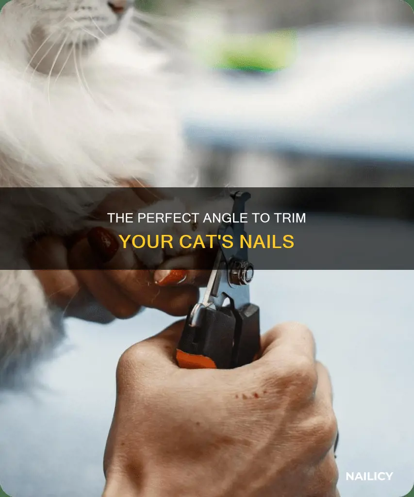 The Perfect Angle To Trim Your Cat's Nails | Nailicy