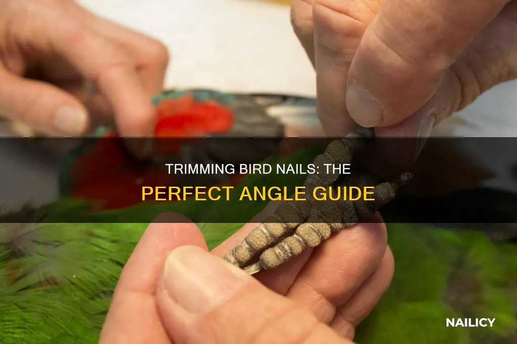 Trimming Bird Nails: The Perfect Angle Guide | Nailicy