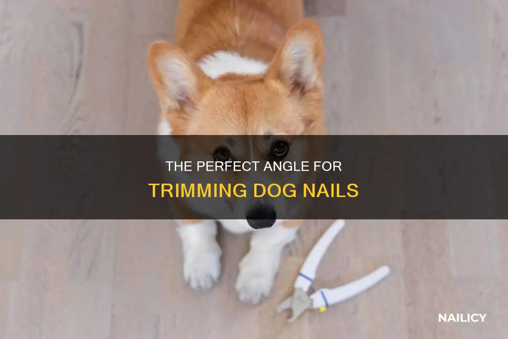 The Perfect Angle For Trimming Dog Nails | Nailicy