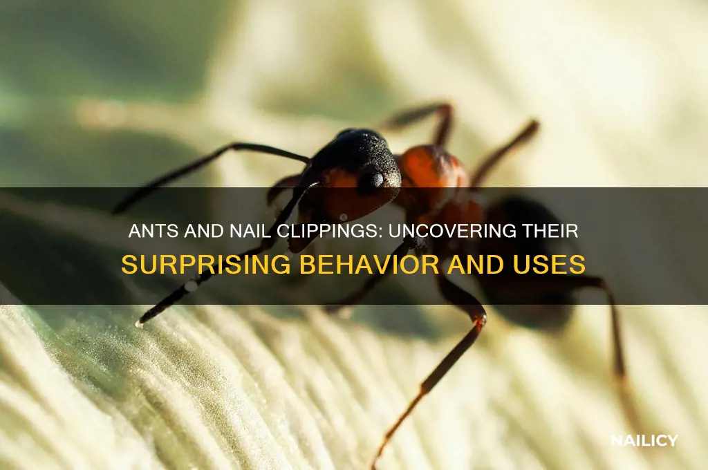 Ants And Nail Clippings: Uncovering Their Surprising Behavior And Uses ...