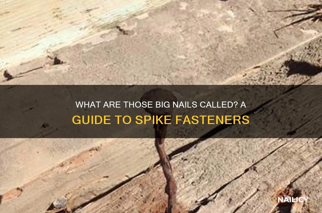 What Are Those Big Nails Called? A Guide To Spike Fasteners | Nailicy