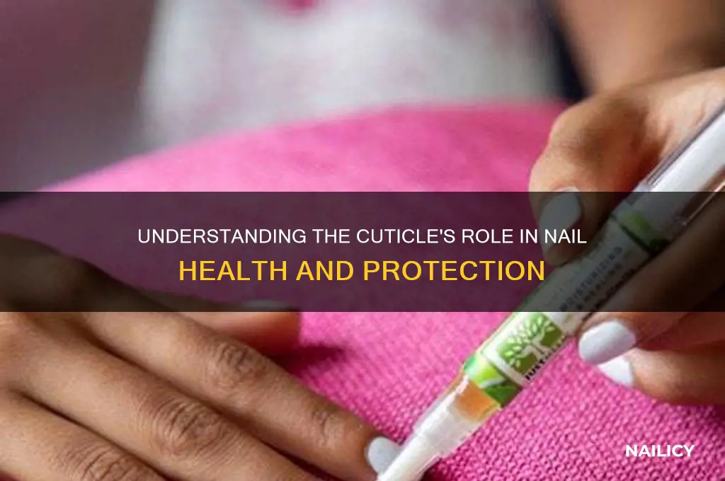 Understanding The Cuticle's Role In Nail Health And Protection | Nailicy