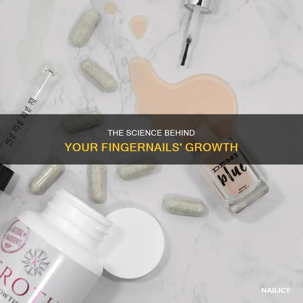 The Science Behind Your Fingernails' Growth | Nailicy