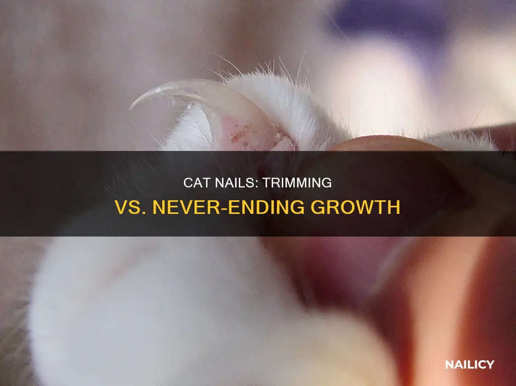 Cat Nails: Trimming Vs. Never-Ending Growth | Nailicy