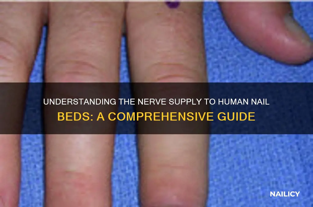 Understanding The Nerve Supply To Human Nail Beds: A Comprehensive ...