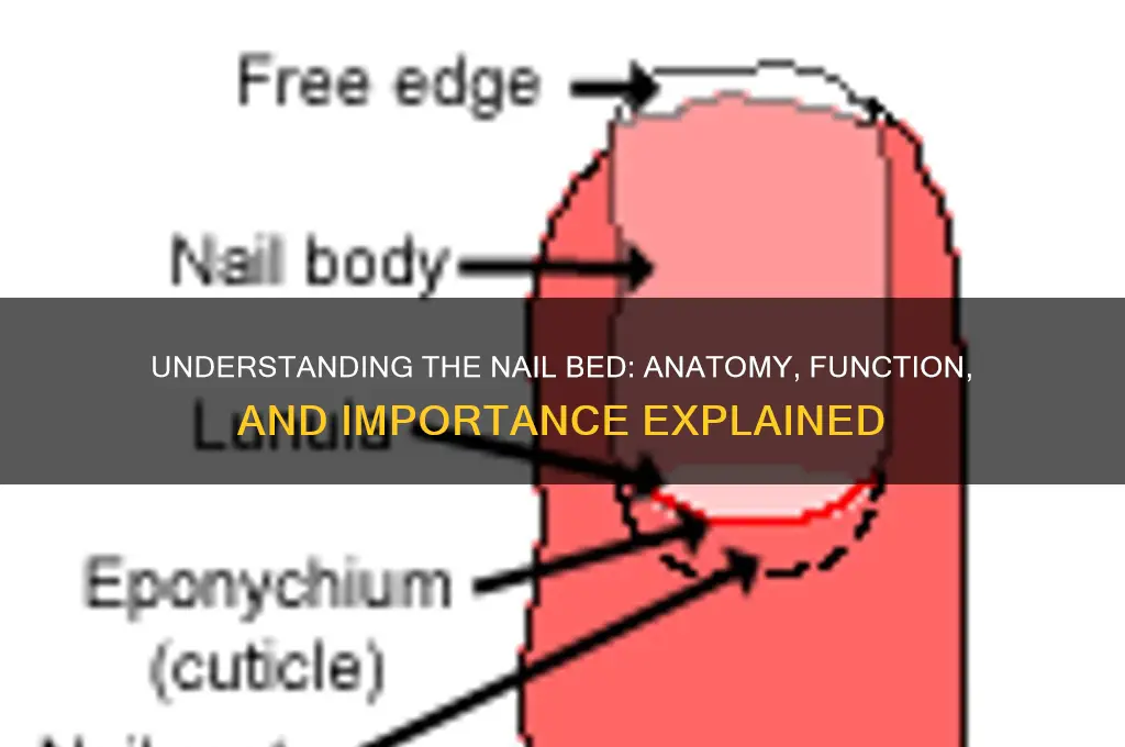 Understanding The Nail Bed: Anatomy, Function, And Importance Explained ...