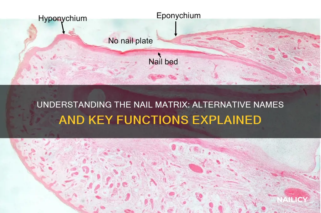 Understanding The Nail Matrix: Alternative Names And Key Functions ...