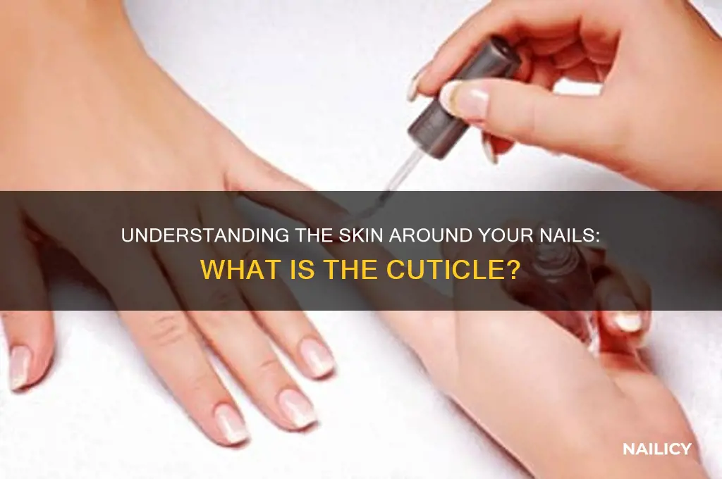 Understanding The Skin Around Your Nails: What Is The Cuticle? | Nailicy